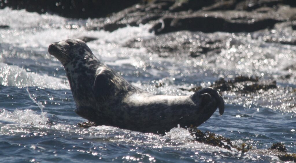 Wildlife Watching Boat Trips - Atlantic Adventures
