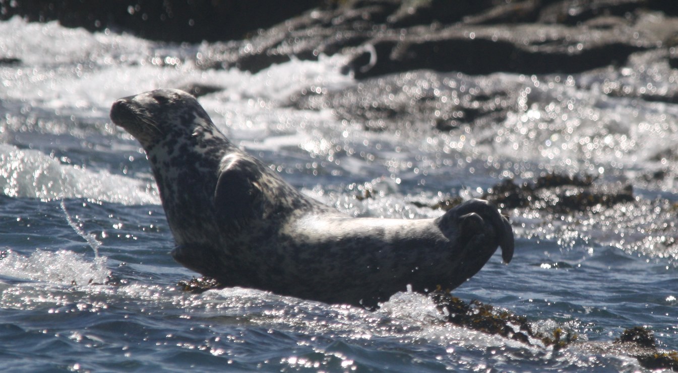 Wildlife Watching Boat Trips - Atlantic Adventures