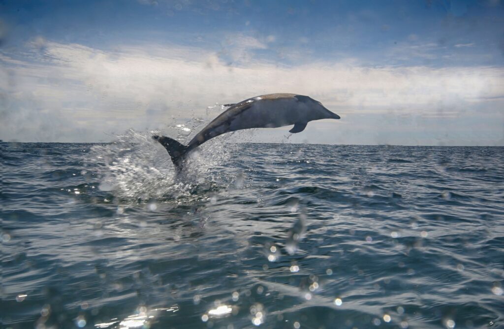 Wildlife Watching Boat Trips - Atlantic Adventures